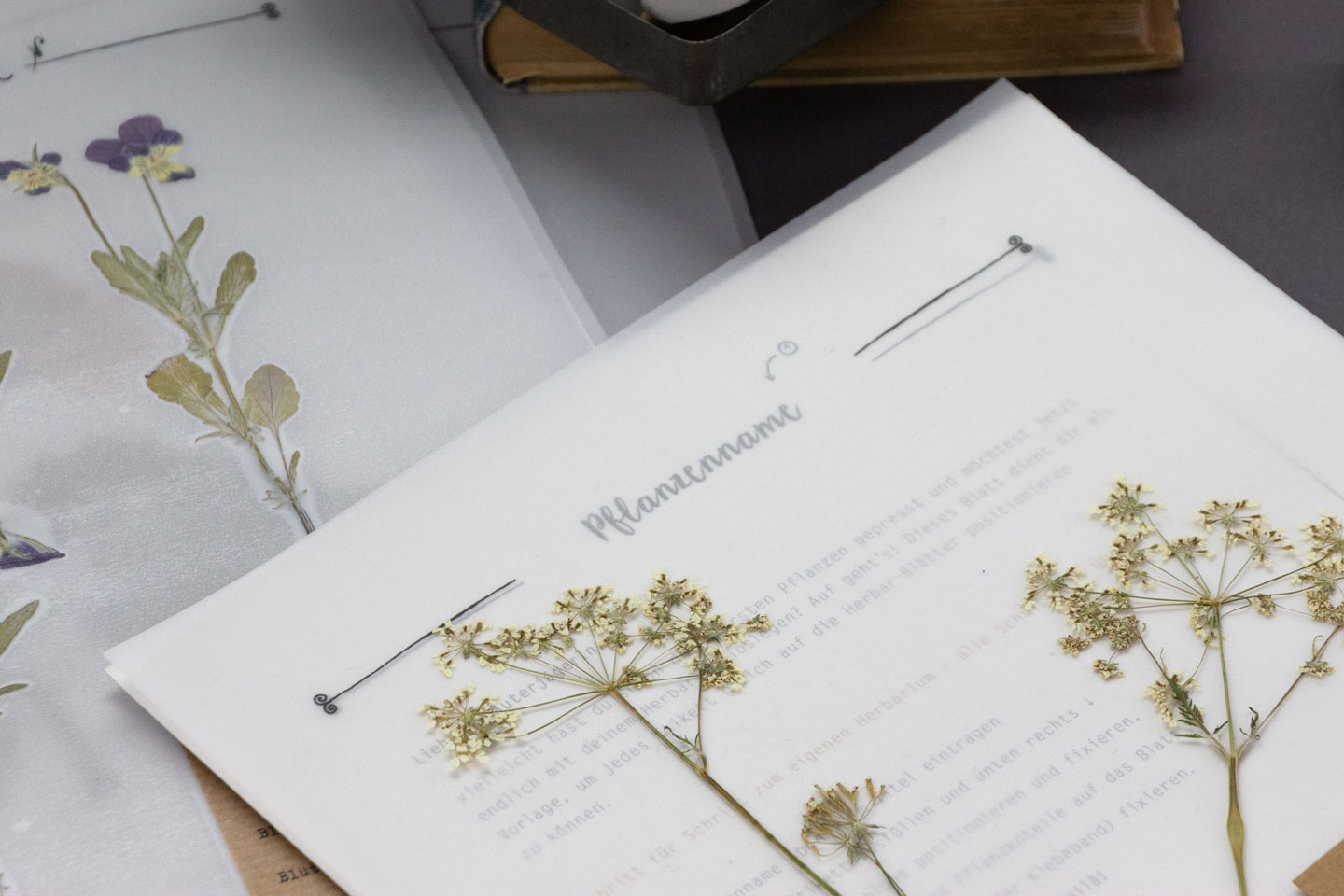 Herbarium anlegen mit www.herbarium-vorlagen.de · Starter-Kits